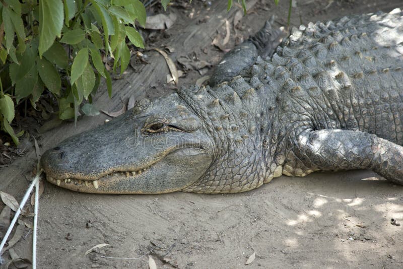 This is a Side View of an Alligator Stock Photo - Image of toothed ...