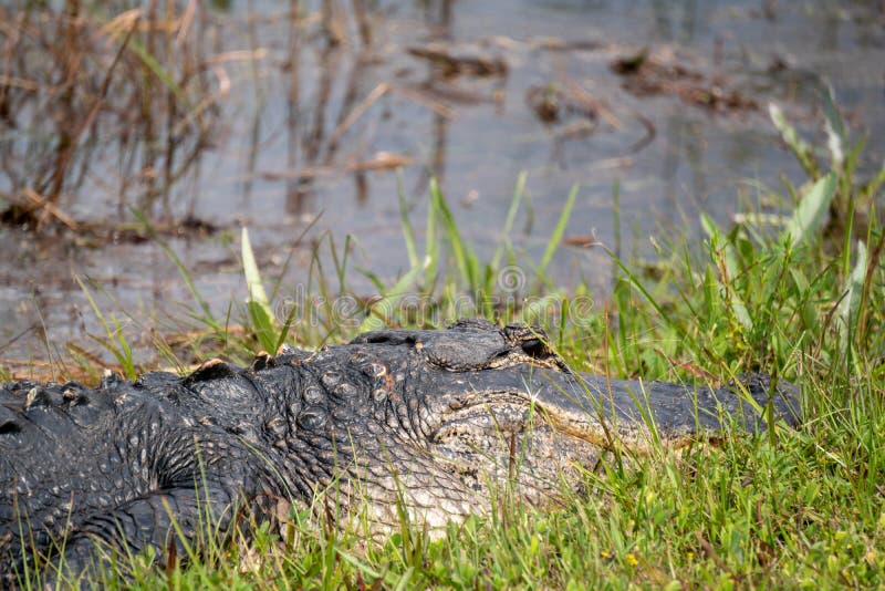 Side View of an Alligator in the Grass in Everglades National Park ...