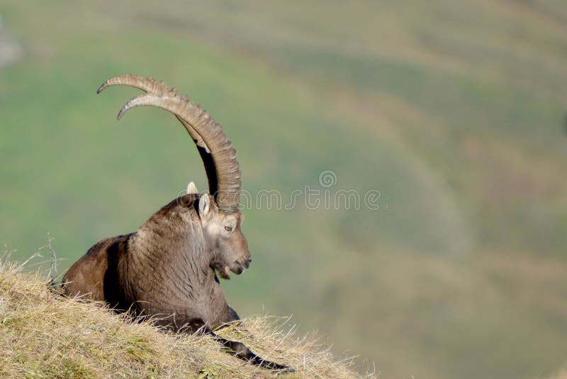 Side View of Alpine Ibex Resting on the Hill Stock Image - Image of ...