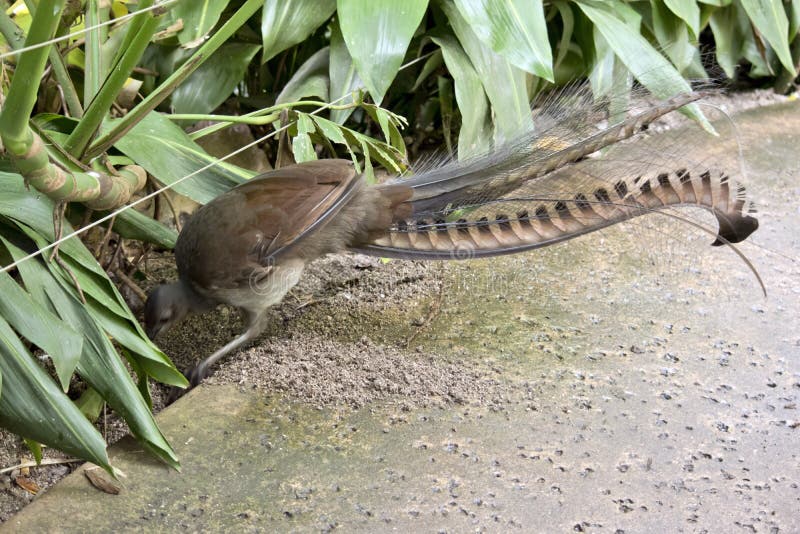 This is a Side View of Alyre Bird Digging Stock Image - Image of ...