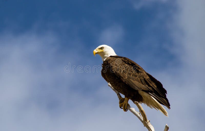 403 Bald Eagle Side View Stock Photos - Free & Royalty-Free Stock ...