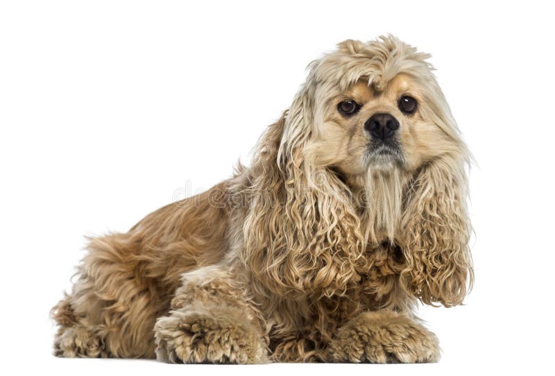 Side View of a American Cocker Spaniel (4 Years Old) Stock Image ...