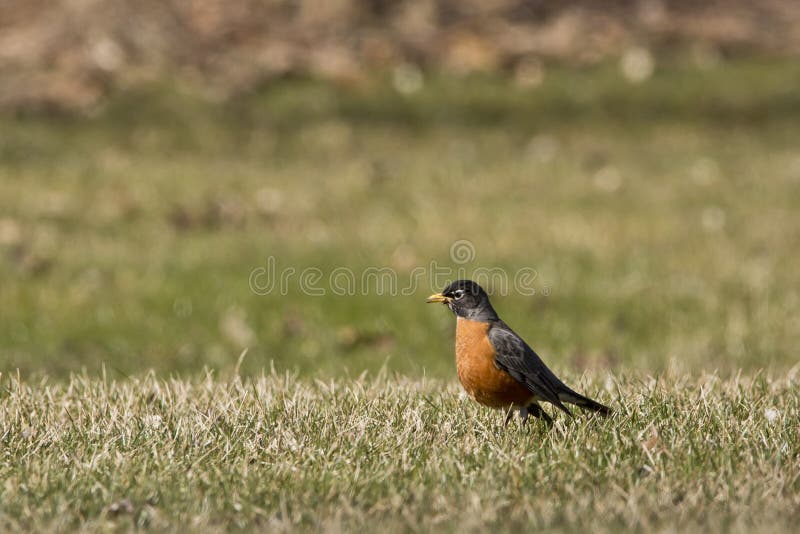 American Robin in the Grass Stock Image - Image of american, bokeh ...