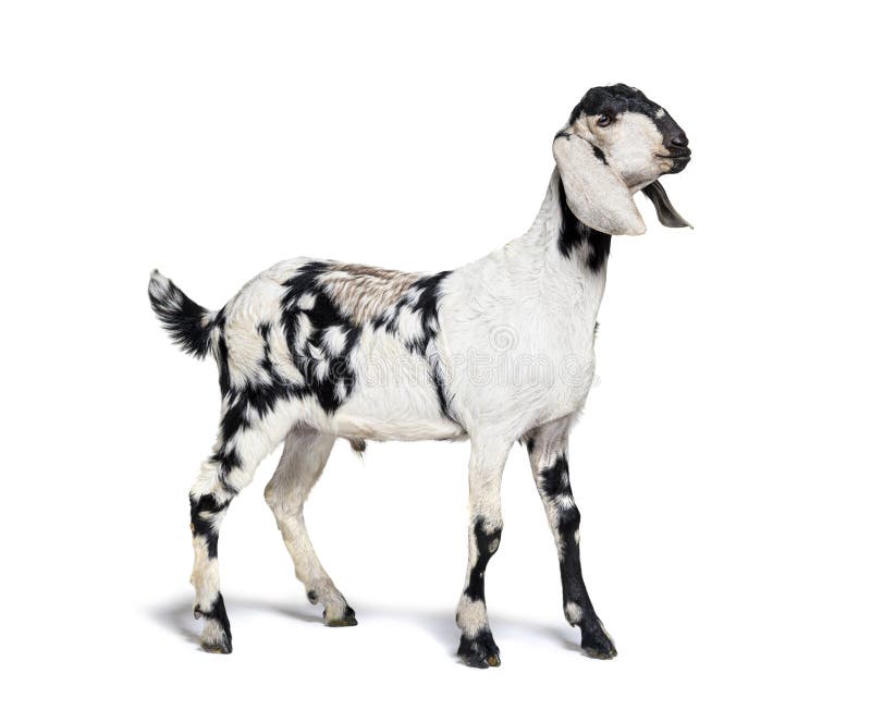 Side View of a Anglo-Nubian Goat or Nubian, Isolated on White Stock ...