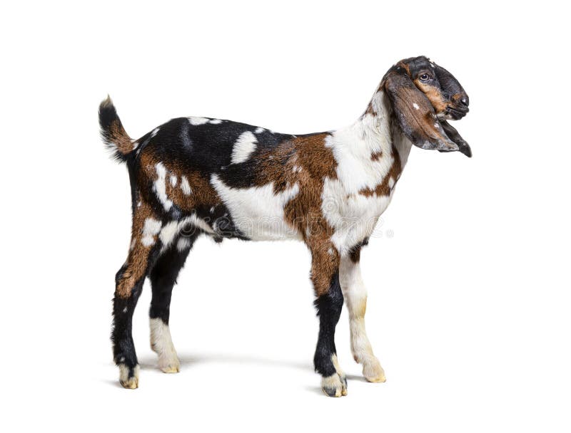 Side View of a Anglo-Nubian Goat or Nubian, Isolated on White Stock ...