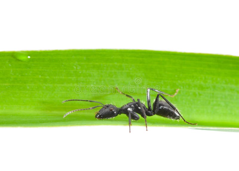 809 Macro Ant Walking Grass Stock Photos - Free & Royalty-Free Stock ...