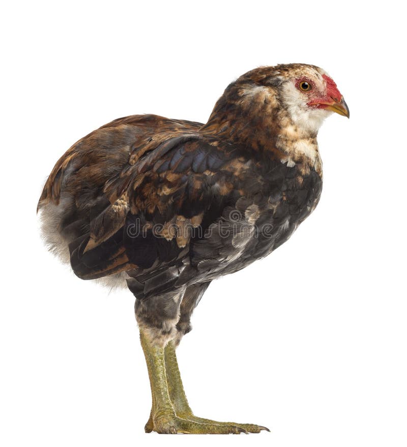 Araucana Chicken, in Front of a White Background Stock Image - Image of ...