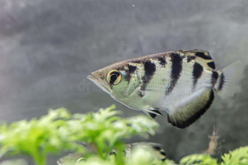 Archer fish stock photo. Image of fish, ocean, archer - 76852316