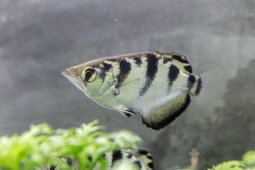 Archer fish stock image. Image of colorful, life, green - 219002591