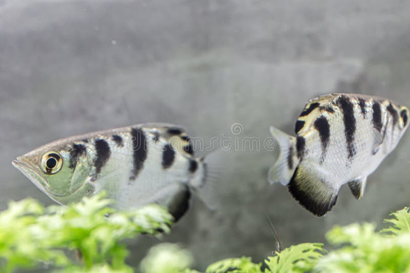 Archer fish stock photo. Image of exotic, fishes, animal - 219002600