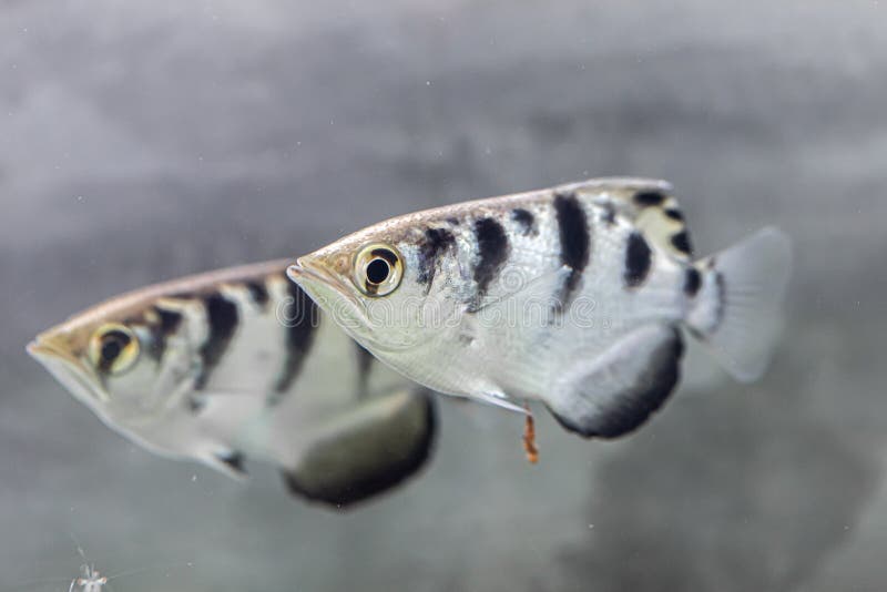 Archer fish stock photo. Image of water, aquatic, nature - 217333904