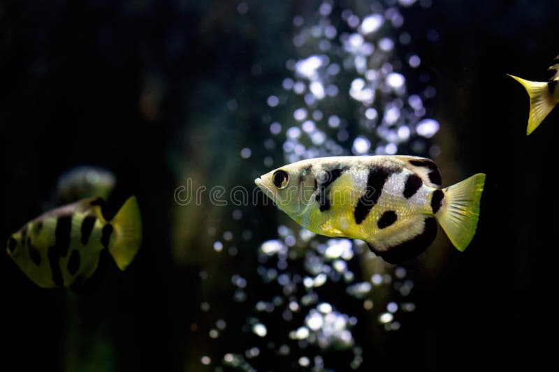 Side view of archer fish stock image. Image of aquaculture - 363579833