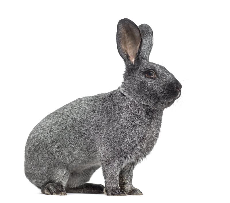 Argente Rabbit Isolated on White Stock Image - Image of vertebrate ...