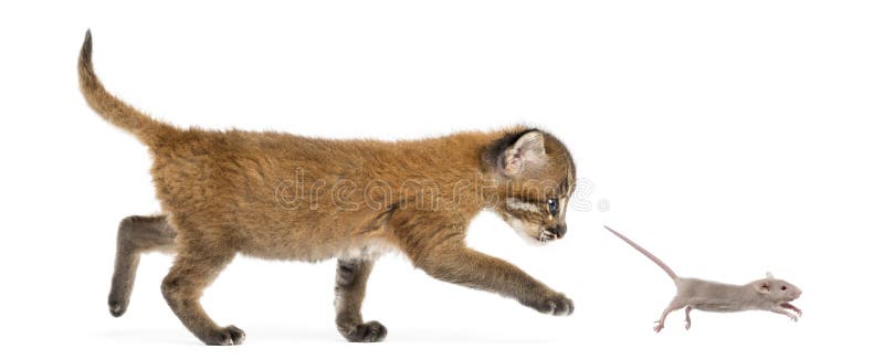 Side View of an Asian Golden Cat Chasing a Young Mouse, Isolated Stock ...
