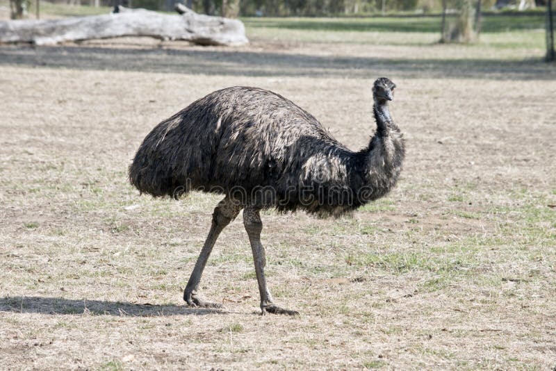 An Australia emu stock photo. Image of black, legs, plumage - 148526256