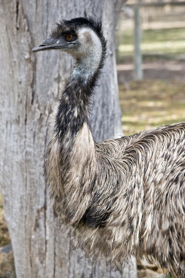 An Australian emu stock photo. Image of plumage, display - 139522734