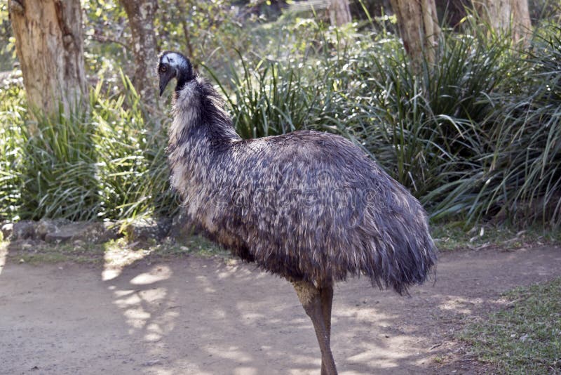 Australian Emu Standing Tall Stock Photo - Image of large, bush: 25199320