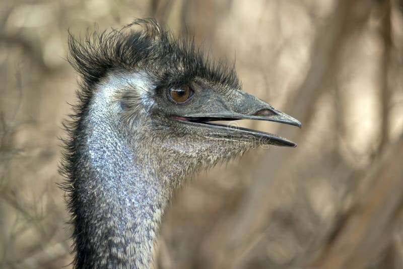 An Australian emu stock image. Image of grey, bill, plumage - 136486585