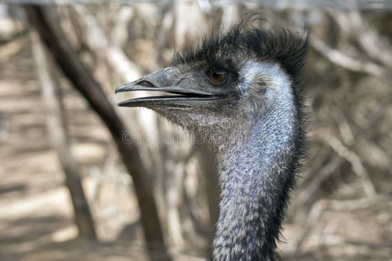 An Australian emu stock image. Image of legs, eyes, bird - 137157043