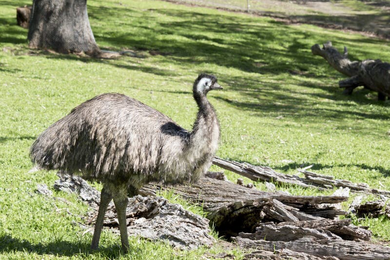 This is a Side View of an Australian Emu Stock Photo - Image of neck ...