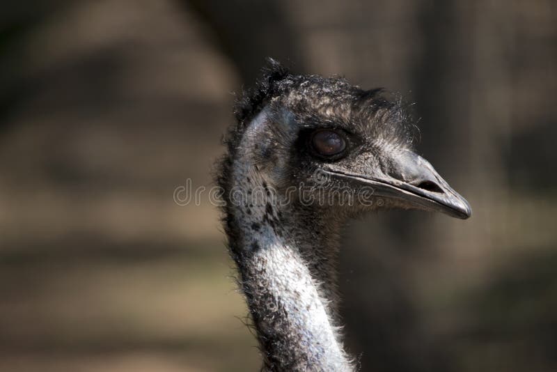 This is a Side View of an Australian Emu Stock Photo - Image of ...