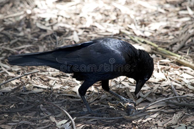 An Australian Raven stock photo. Image of beak, eyes - 115270886