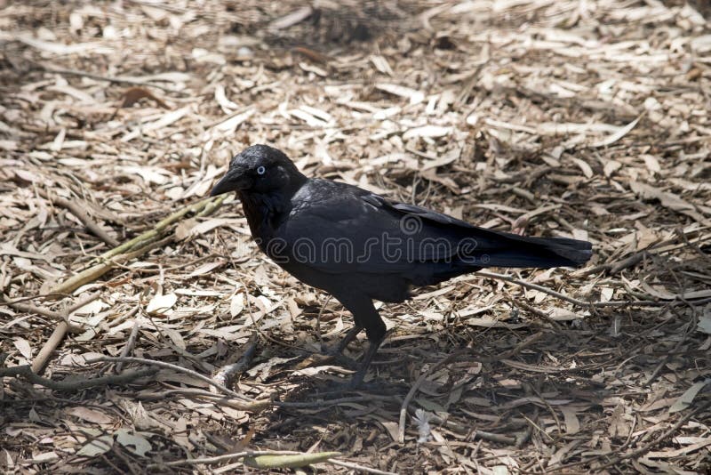 An Australian Raven stock image. Image of beak, shiny - 115270913