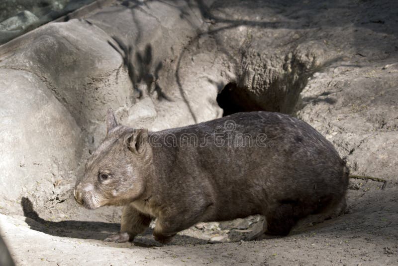 An Australian wombat stock image. Image of side, australian - 122459567