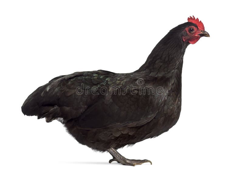 White Australorp Chickens