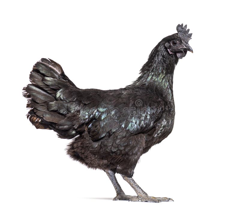 Side View of a Ayam Cemani Hen, Isolated on White Stock Photo - Image ...