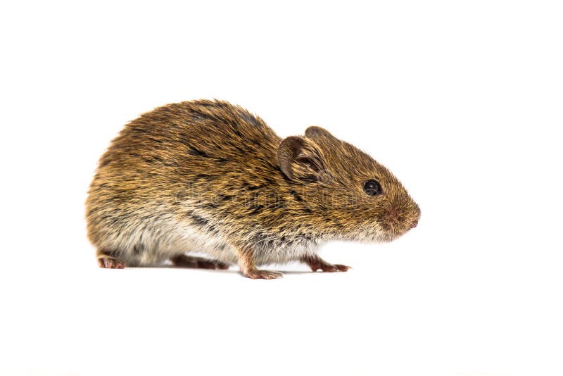 289 White Background Vole Stock Photos - Free & Royalty-Free Stock ...