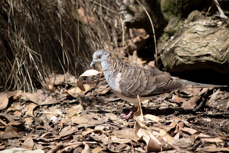 This is a Side View of a Bar Shouldered Dove Stock Photo - Image of ...