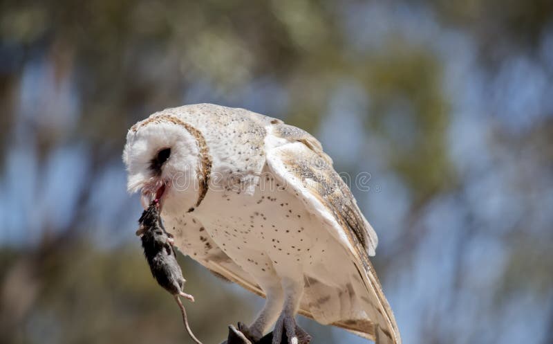 This is a Side View of a Barn Owl Stock Image - Image of nocturnal ...
