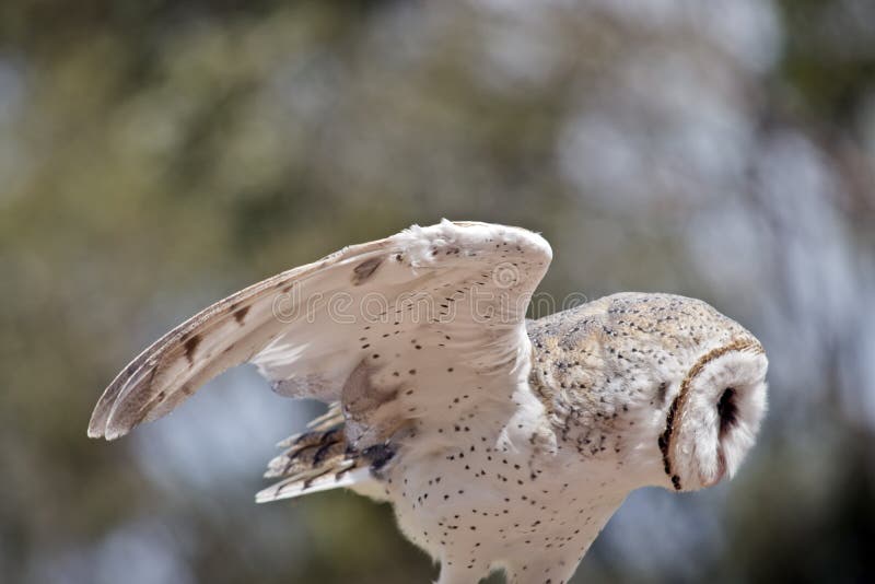 This is a Side View of a Barn Owl Stock Photo - Image of hoot, beak ...