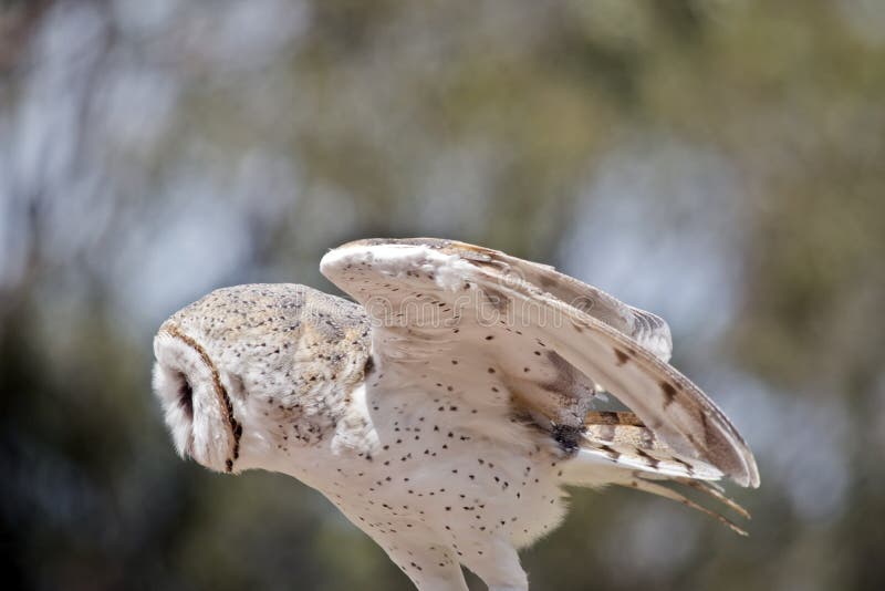 This is a Side View of a Barn Owl Stock Image - Image of staring, beak ...