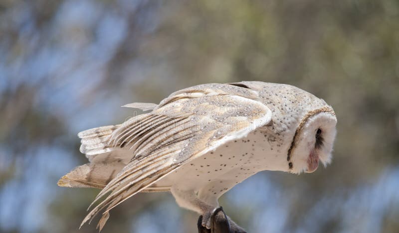 This is a Side View of a Barn Owl Stock Image - Image of australia ...