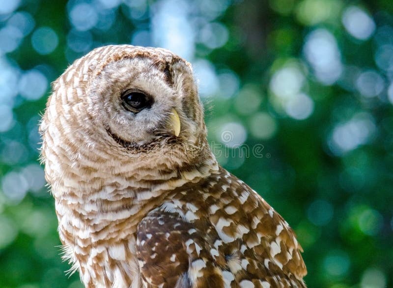 Side view of a Barred owl stock photo. Image of hunter - 153070524