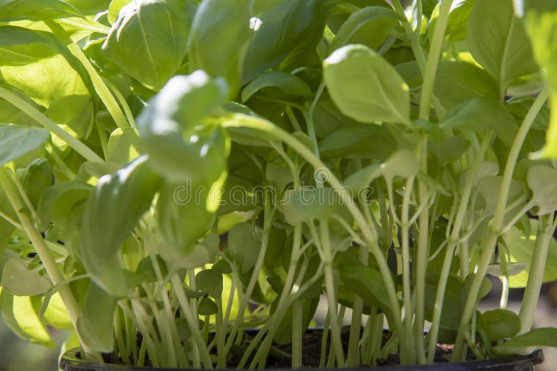 Side view of a basil plant stock photo. Image of ingredients - 197176756