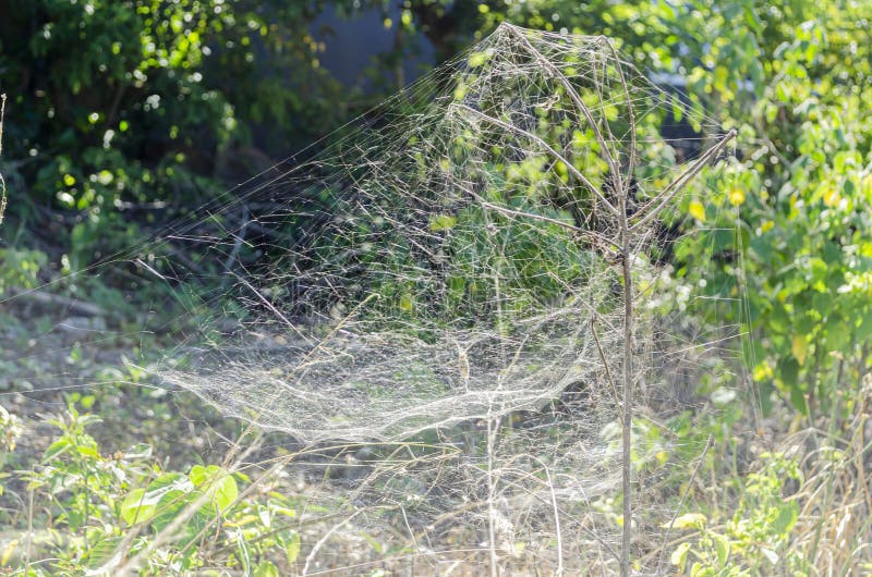 Side View of Thick Weaved Web Trap Stock Photo - Image of insect ...