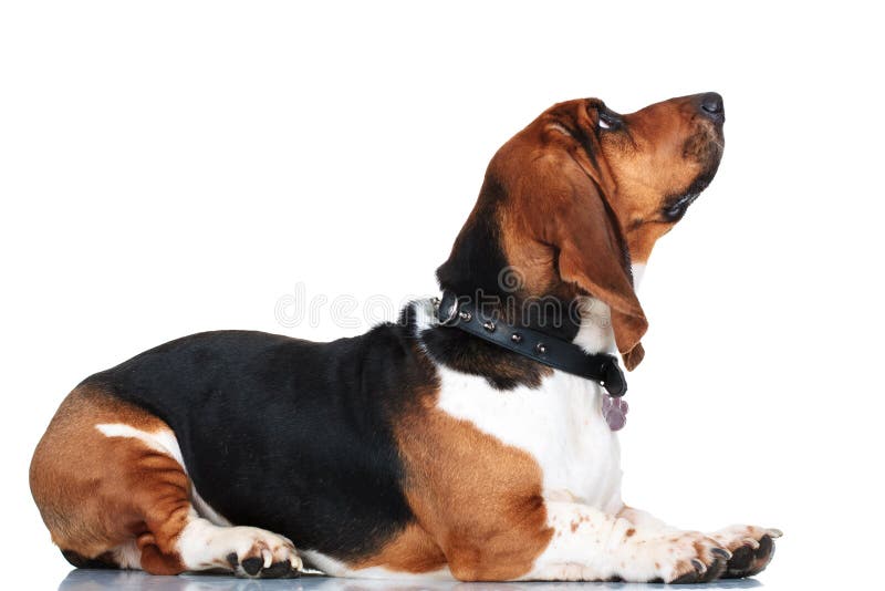 185 Basset Hound Side View Stock Photos - Free & Royalty-Free Stock ...