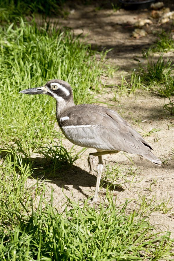 Beach stone curlew stock photo. Image of beach, bill - 119065096