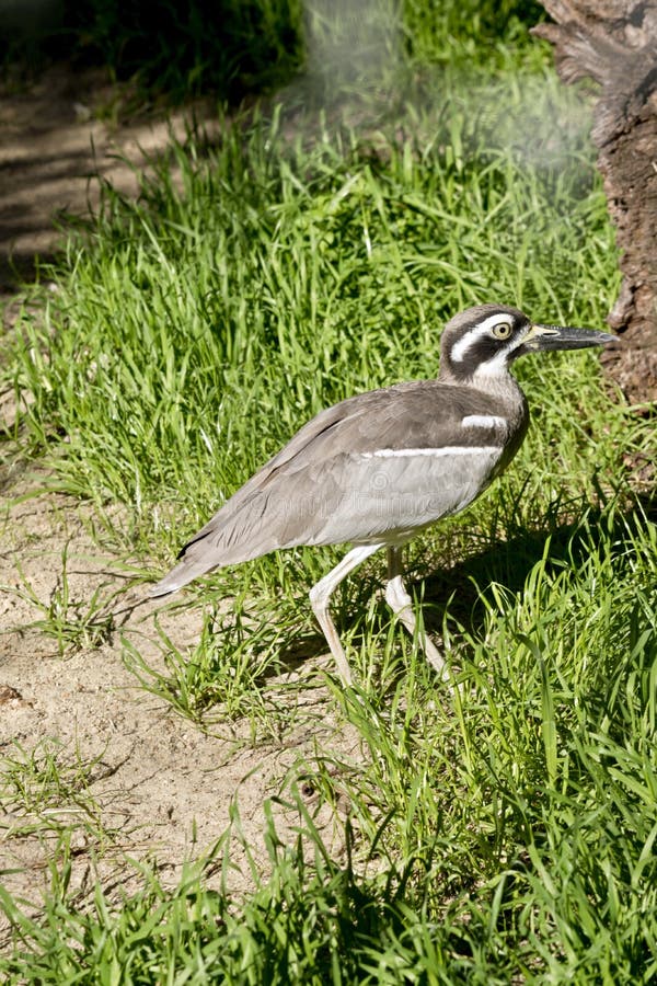 Beach stone curlew stock photo. Image of australia, beak - 119065104
