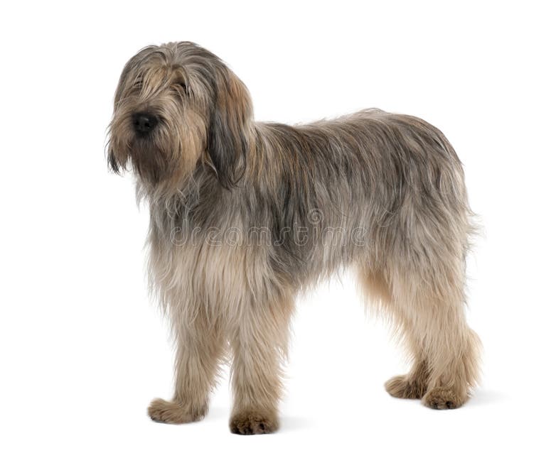 Side View of Bearded Collie, Standing Stock Image - Image of gray, pets ...