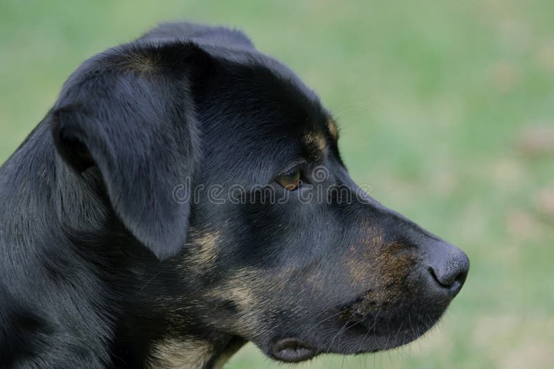 Side View of a Beautiful Black Dog Stock Photo - Image of nose ...
