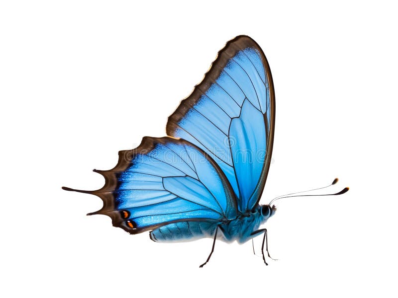 Blue Butterfly Side View Stock Illustrations – 314 Blue Butterfly Side ...