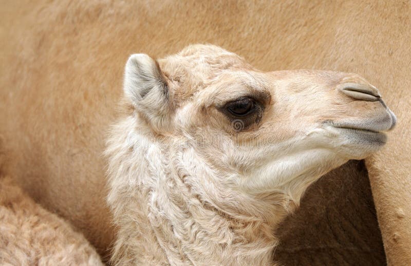 Side View of Beautiful Camel Calf Stock Image - Image of chordata, east ...