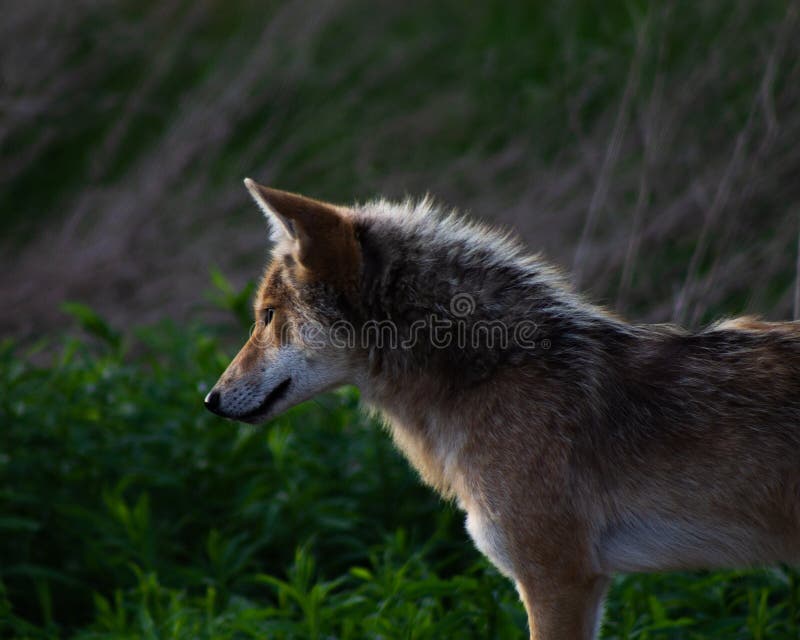 Side View of a Beautiful Coyote in a Forest Stock Image - Image of ...