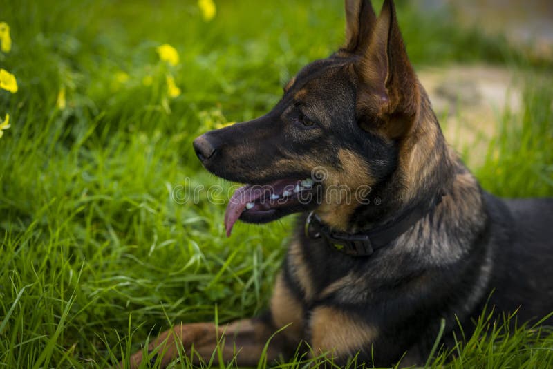 Side-view of a Beautiful German Shepherd Dog on the Field on a Bright ...