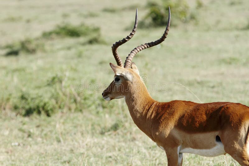A Side View of a Beautiful Impala Stock Photo - Image of africa, impala ...