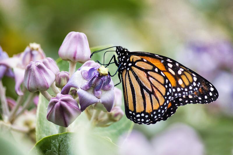 Side View of Beautiful Monarch Feeding. Stock Image - Image of focus ...